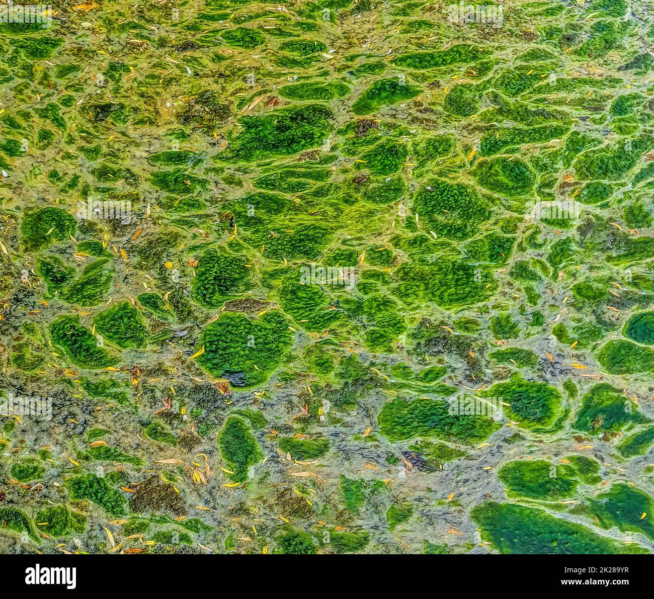 Background texture pattern of algea forming thick layer on water ...