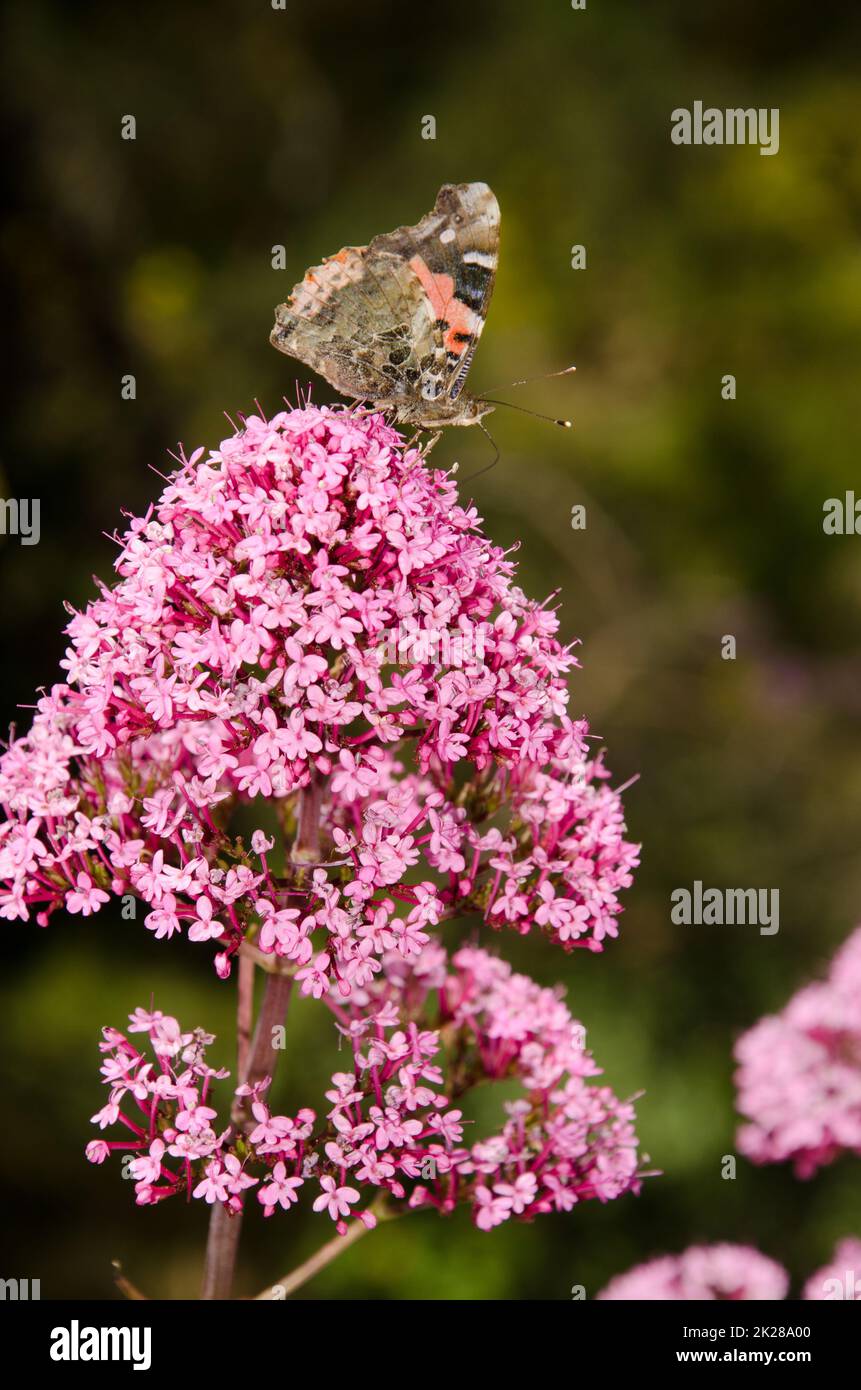 Butterfly painted lady on flowers of red valerian Stock Photo - Alamy