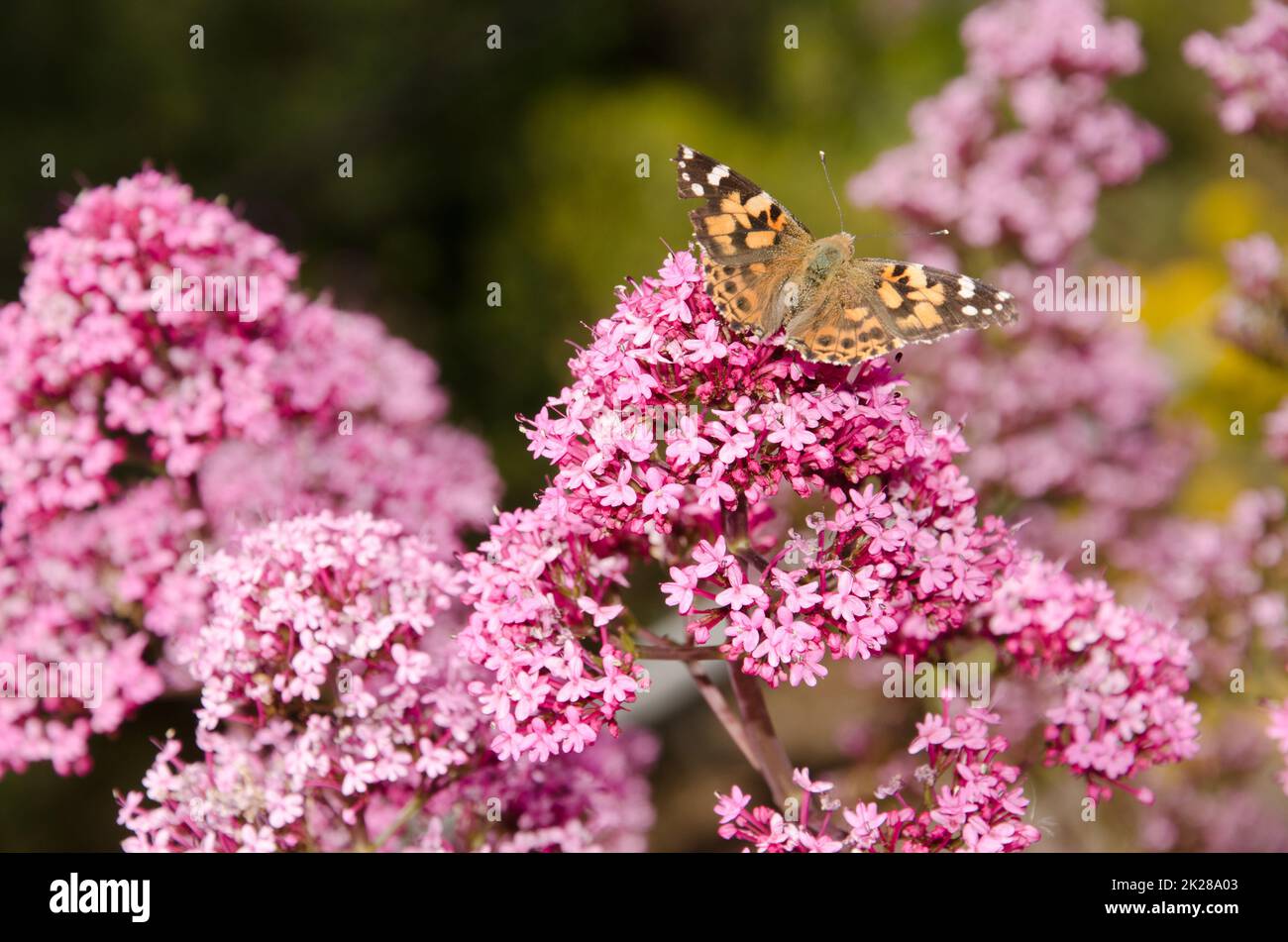 Butterfly painted lady on flowers of red valerian Stock Photo - Alamy