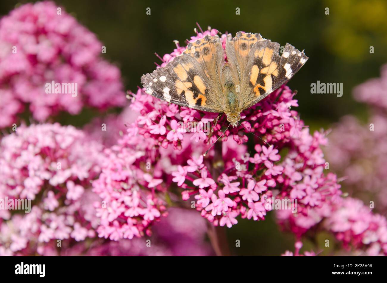 Butterfly painted lady on flowers of red valerian Stock Photo - Alamy