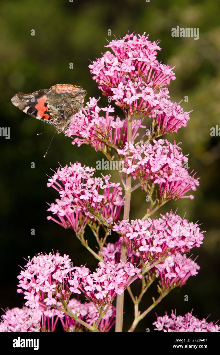 Butterfly painted lady on flowers of red valerian Stock Photo - Alamy