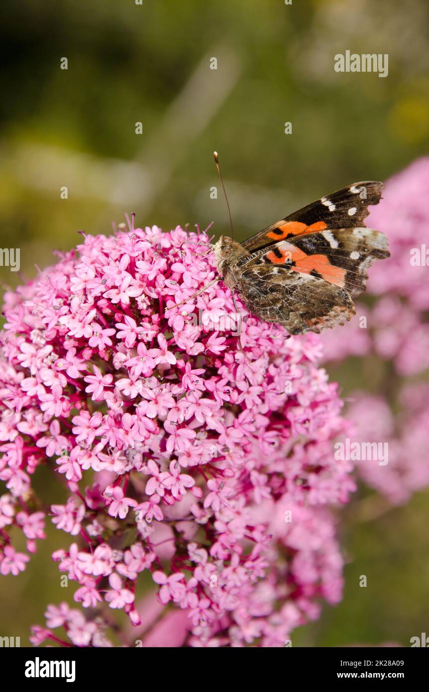 Butterfly painted lady on flowers of red valerian Stock Photo - Alamy