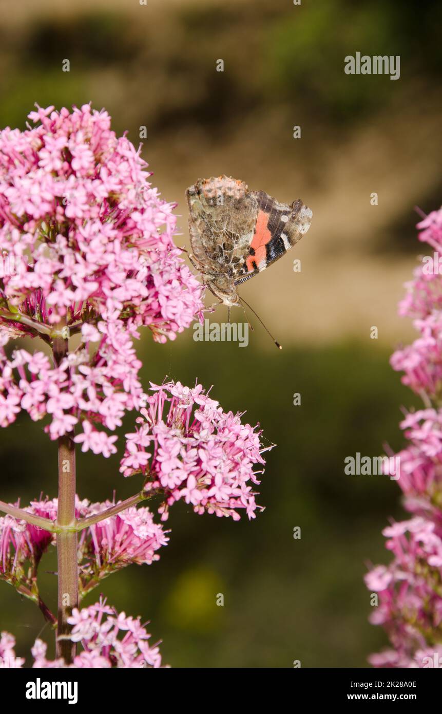 Butterfly painted lady on flowers of red valerian Stock Photo - Alamy