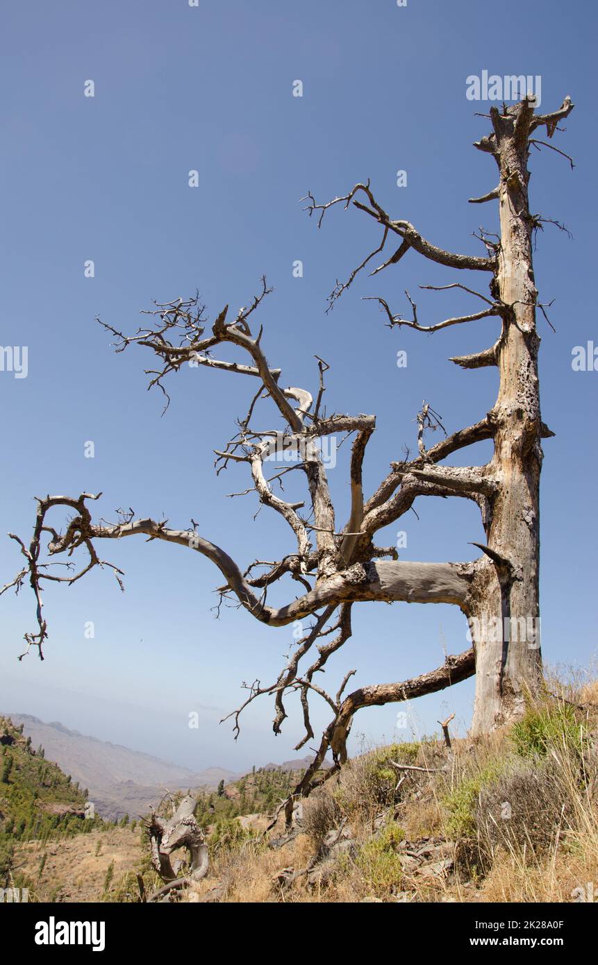 Dead Canary Island pine Pinus canariensis Stock Photo - Alamy