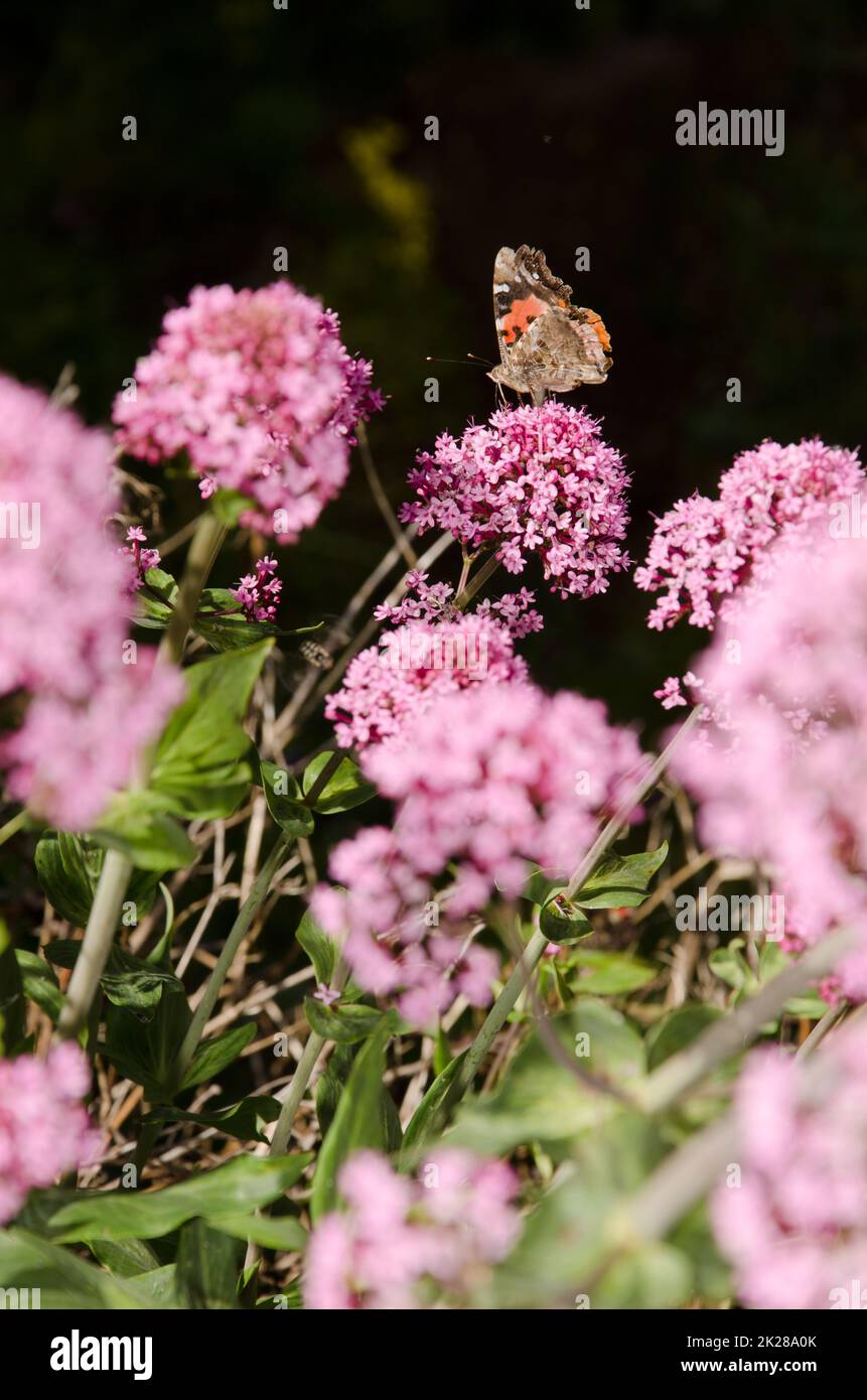 Butterfly painted lady on flowers of red valerian Stock Photo - Alamy