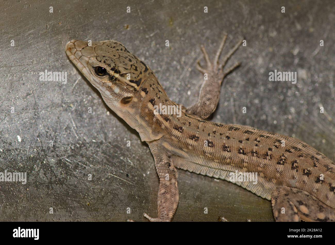 Gran Canaria giant lizard Gallotia stehlini Stock Photo - Alamy