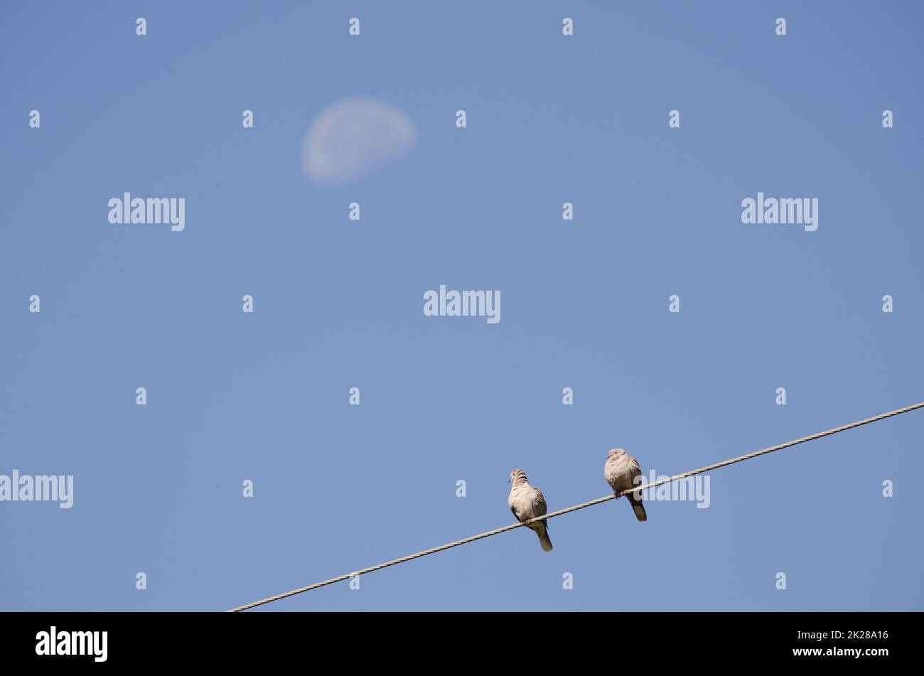 Eurasian collared doves on an electric wire and waning gibbous moon ...
