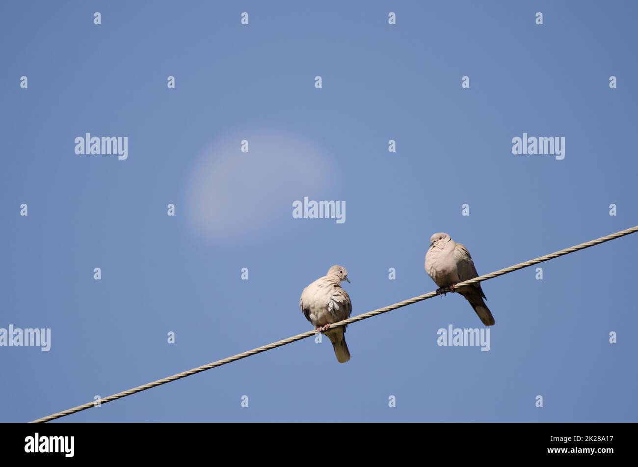 Eurasian collared doves on an electric wire and waning gibbous moon ...