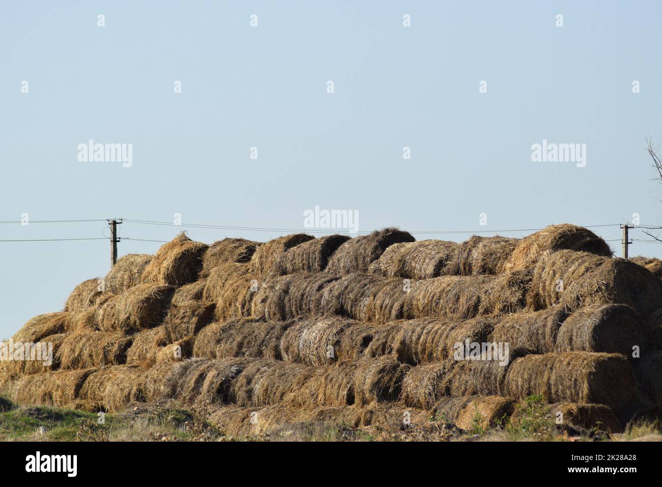 Haystacks in the field Stock Photo - Alamy