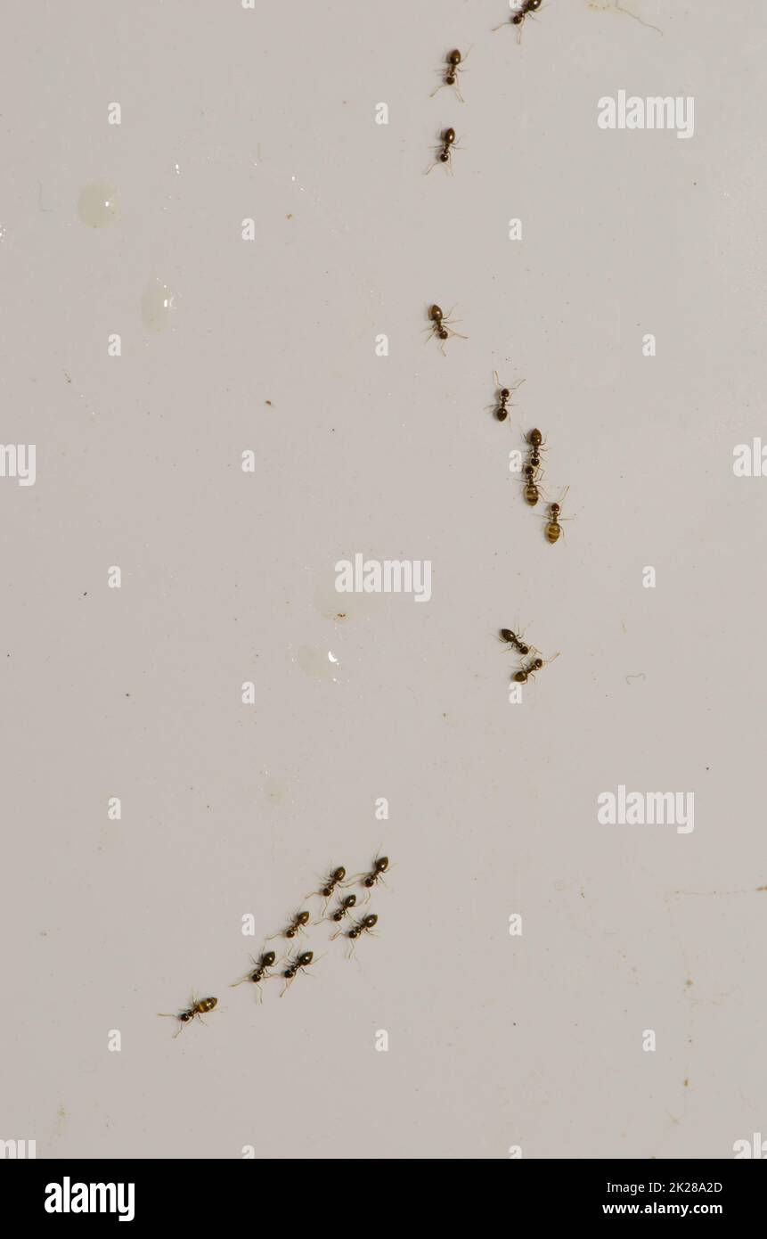 Argentine ants walking along the wall next to some drops of water Stock ...