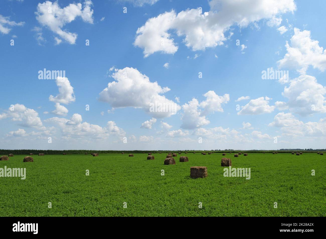 Haystacks rolled up in bales of alfalfa Stock Photo - Alamy