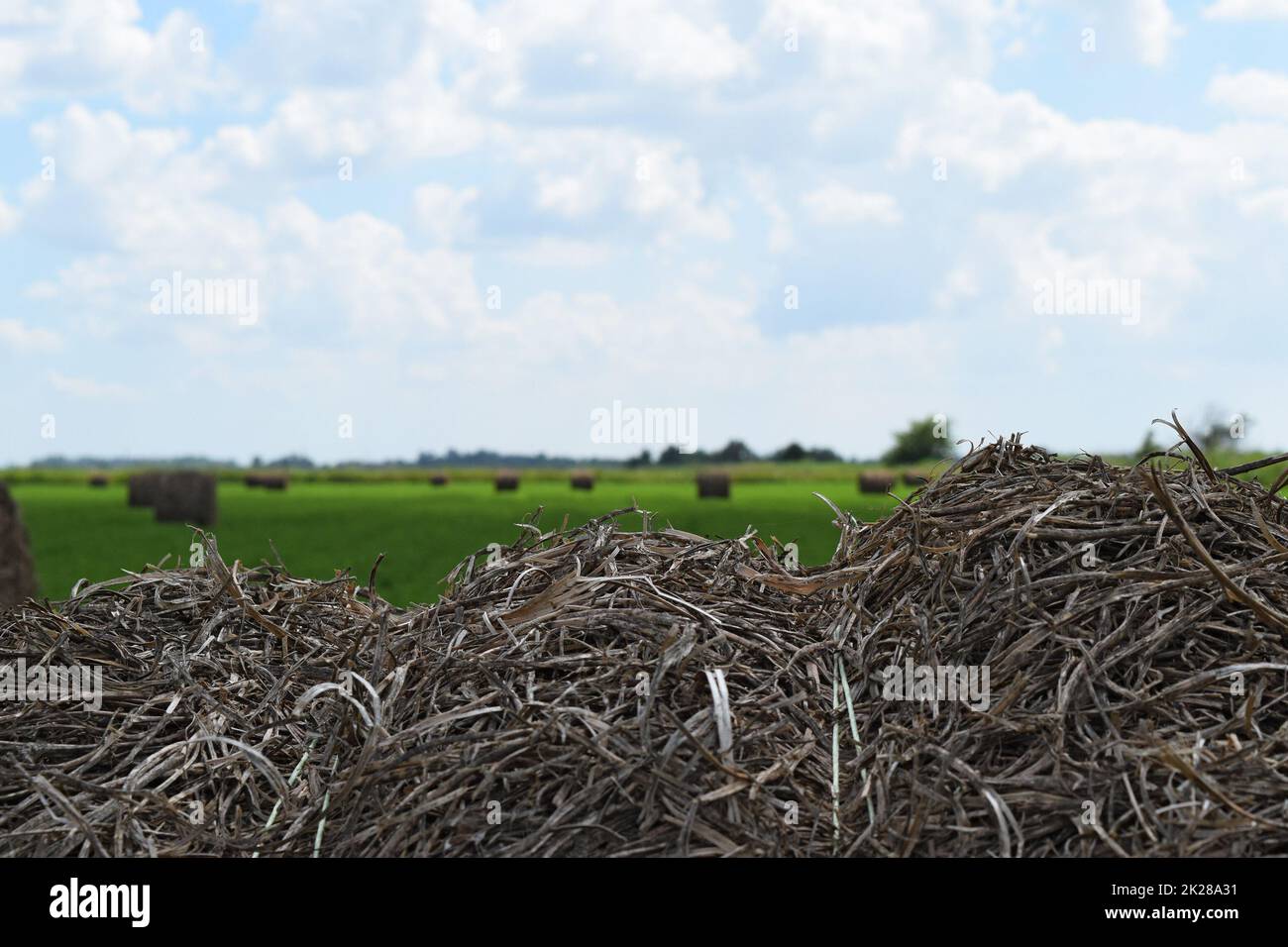 Dry land farming alfalfa hi-res stock photography and images - Alamy