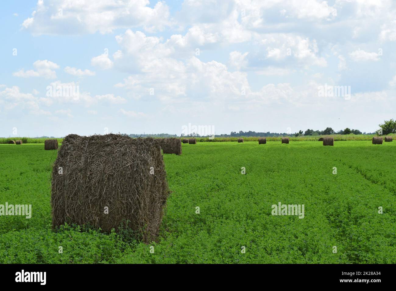 Haystacks rolled up in bales of alfalfa Stock Photo - Alamy