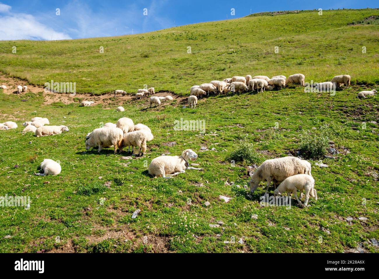 Sheep farming in france hi-res stock photography and images - Alamy