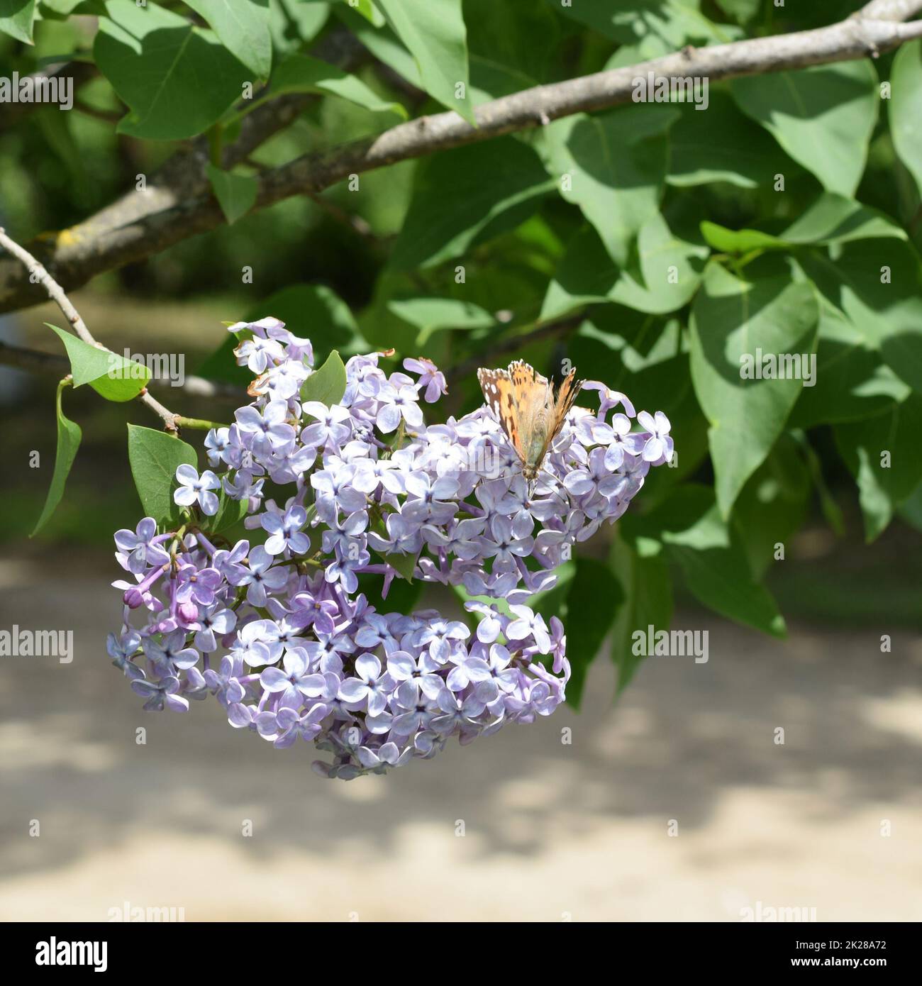 Butterfly rash on lilac colors. Butterfly urticaria Stock Photo - Alamy