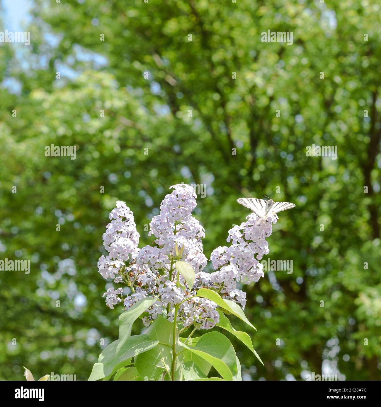 Swallowtail butterfly. Butterfly white sailboat on the flowers of lilac ...