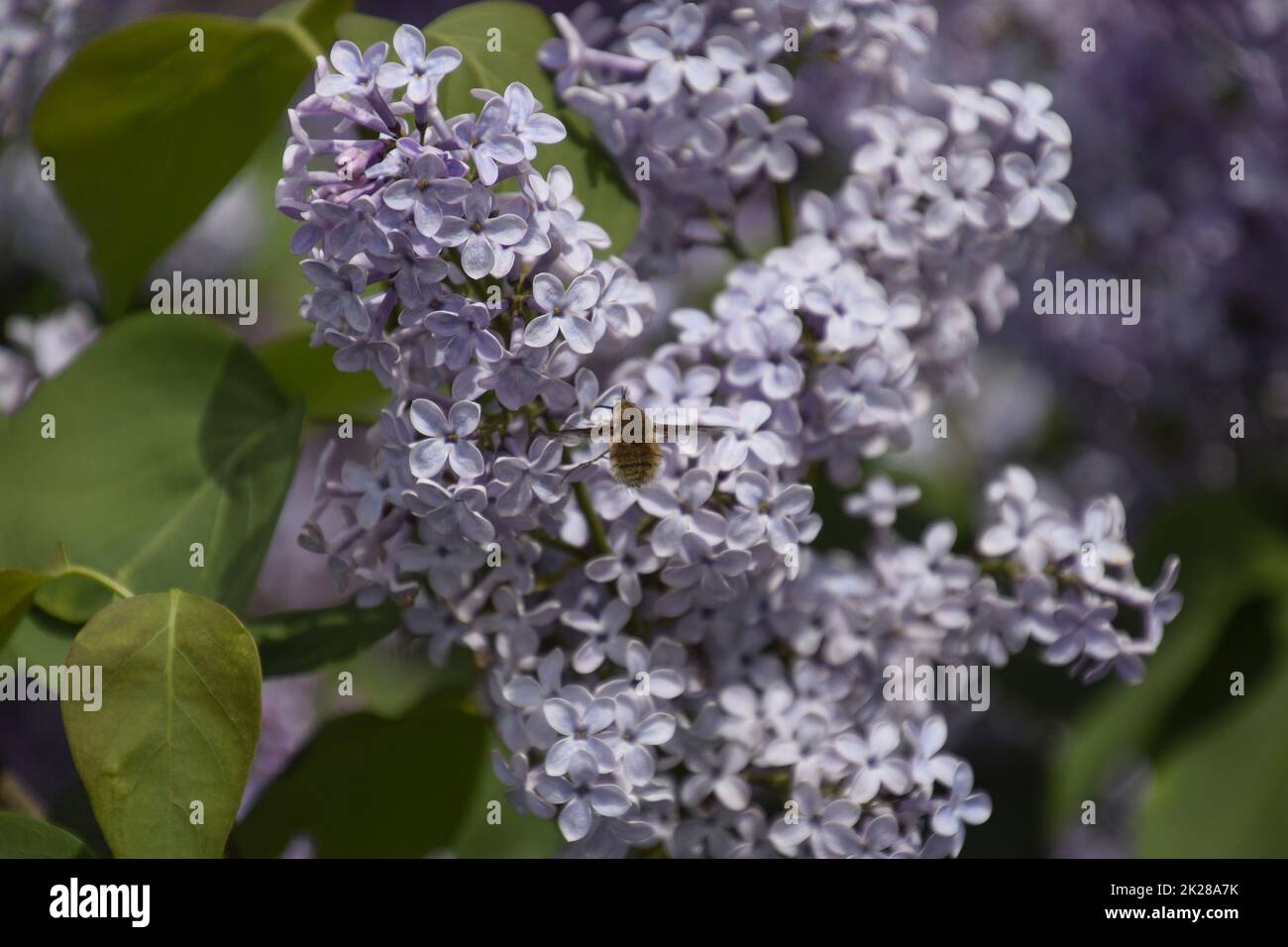 Bombyliidae on lilac. Shaggy fly on lilac colors. insect pollinator ...