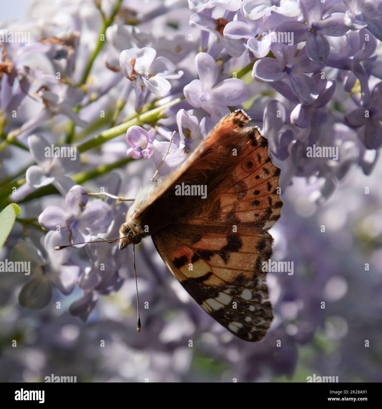 Butterfly rash on lilac colors. Butterfly urticaria Stock Photo - Alamy