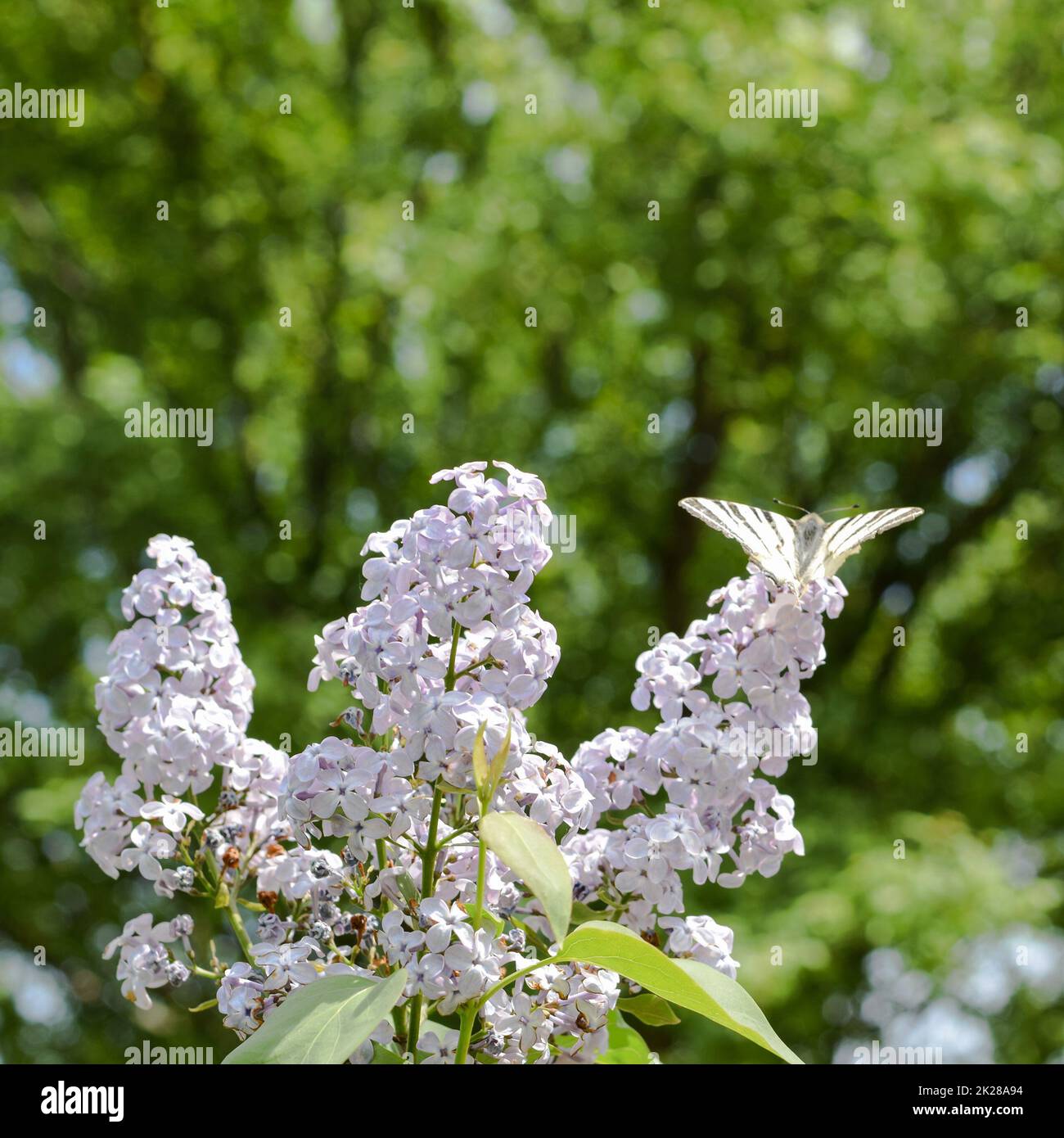 Swallowtail butterfly. Butterfly white sailboat on the flowers of lilac ...