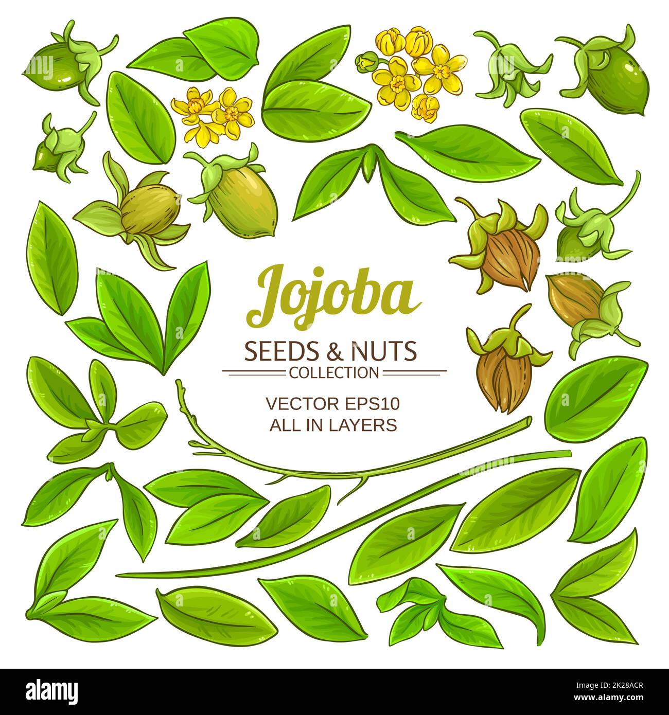 jojoba elements vector set on white background Stock Photo - Alamy