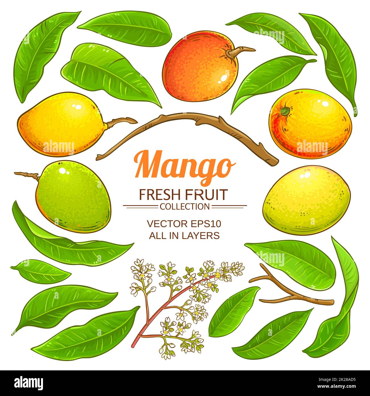 mango plant elements vector on white background Stock Photo - Alamy