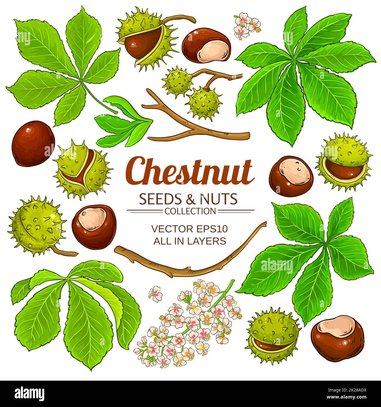 Chestnut leaf drawing Cut Out Stock Images & Pictures - Alamy