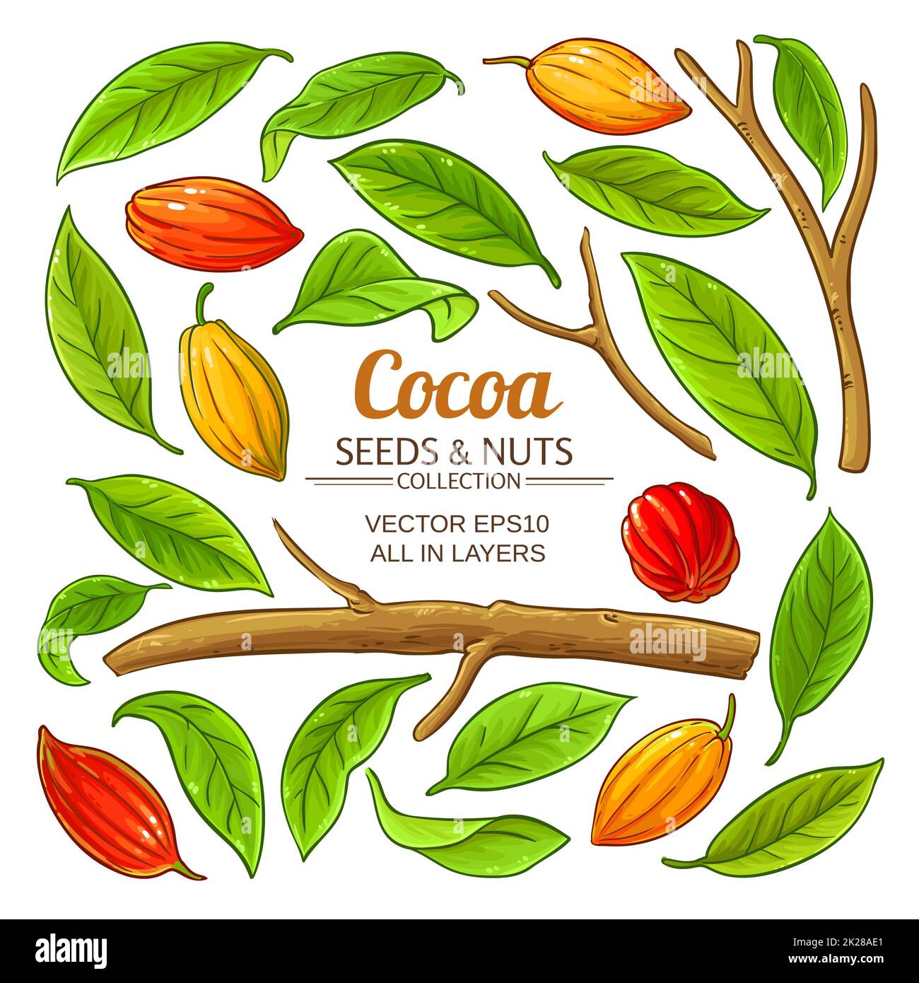 cocoa plant elements set on white background Stock Photo - Alamy
