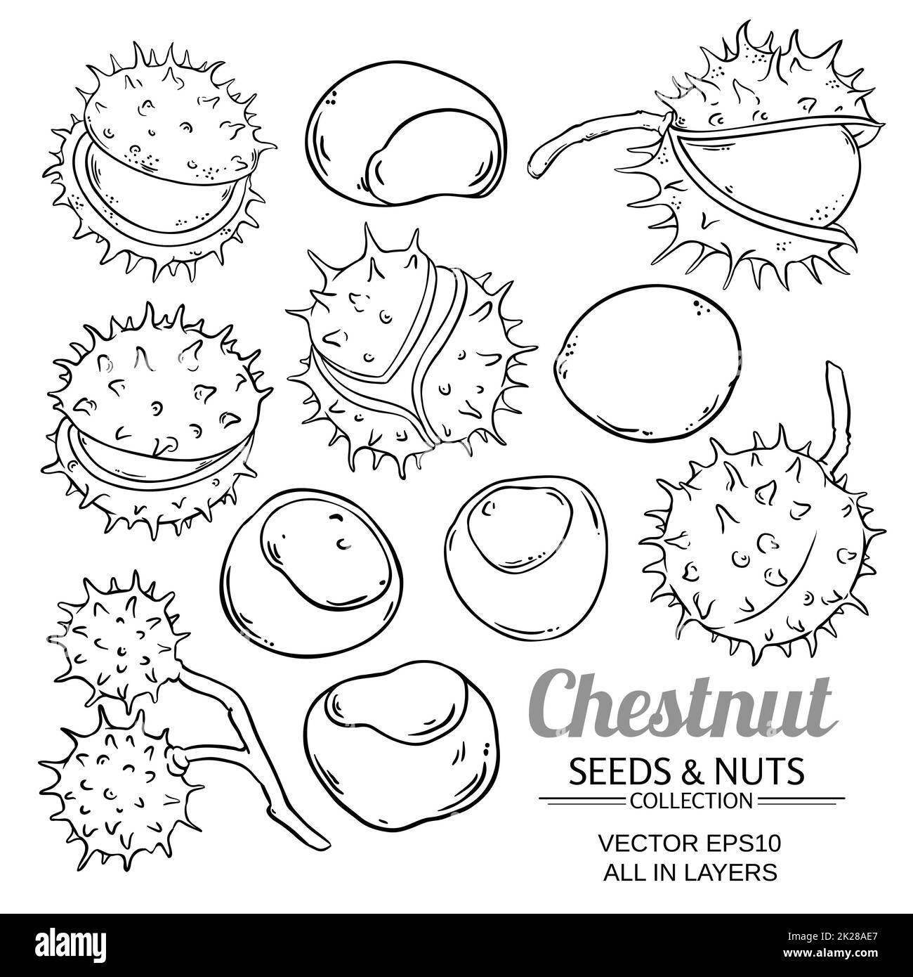 chestnut vector set isolated on white background Stock Photo - Alamy