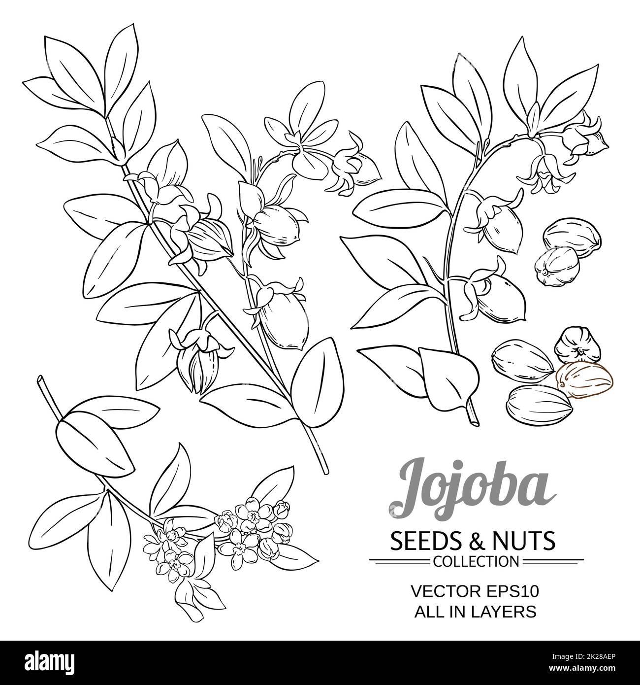 jojoba plant vector set on white background Stock Photo - Alamy