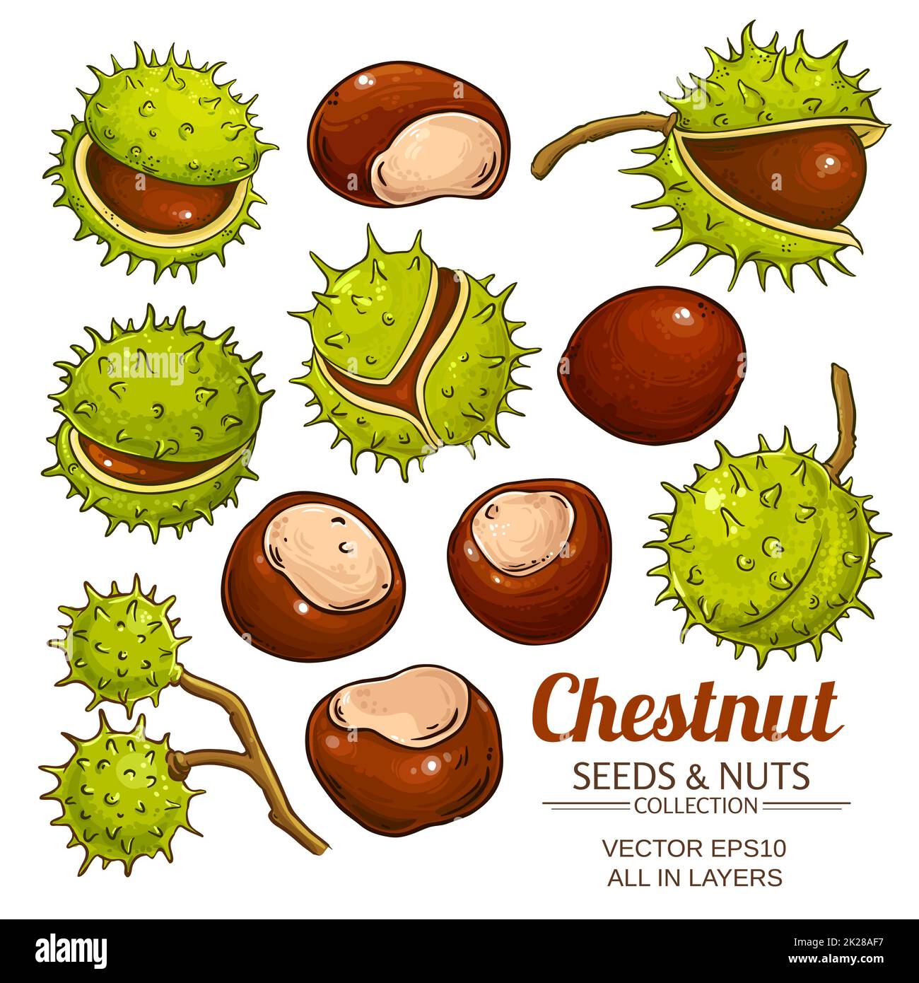 chestnut vector set isolated on white background Stock Photo - Alamy