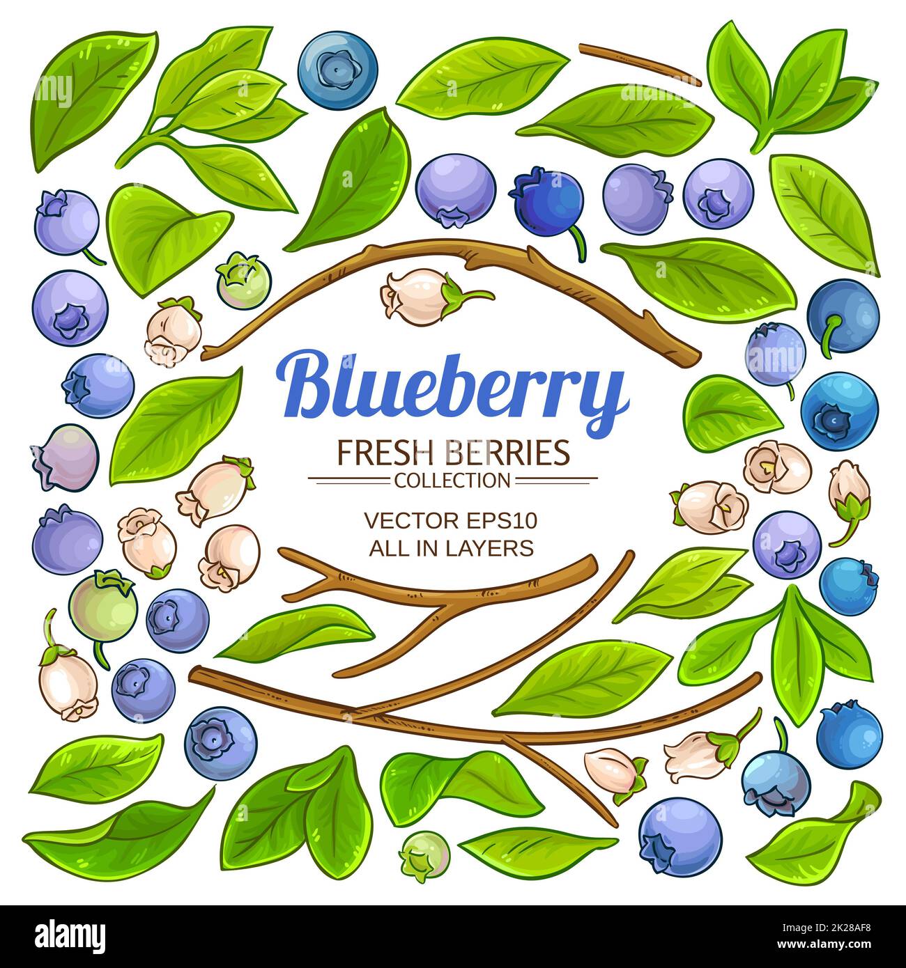 blueberry plant elements set on white background Stock Photo - Alamy