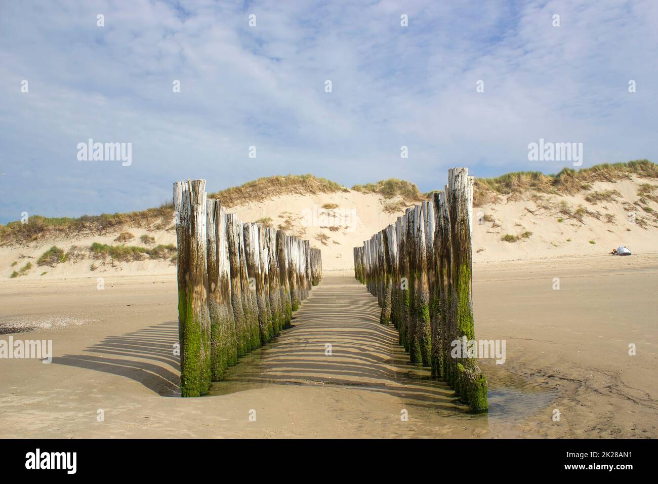 Wave breaker made of wooden stakes on the beach, Haamstede, Zeeland ...