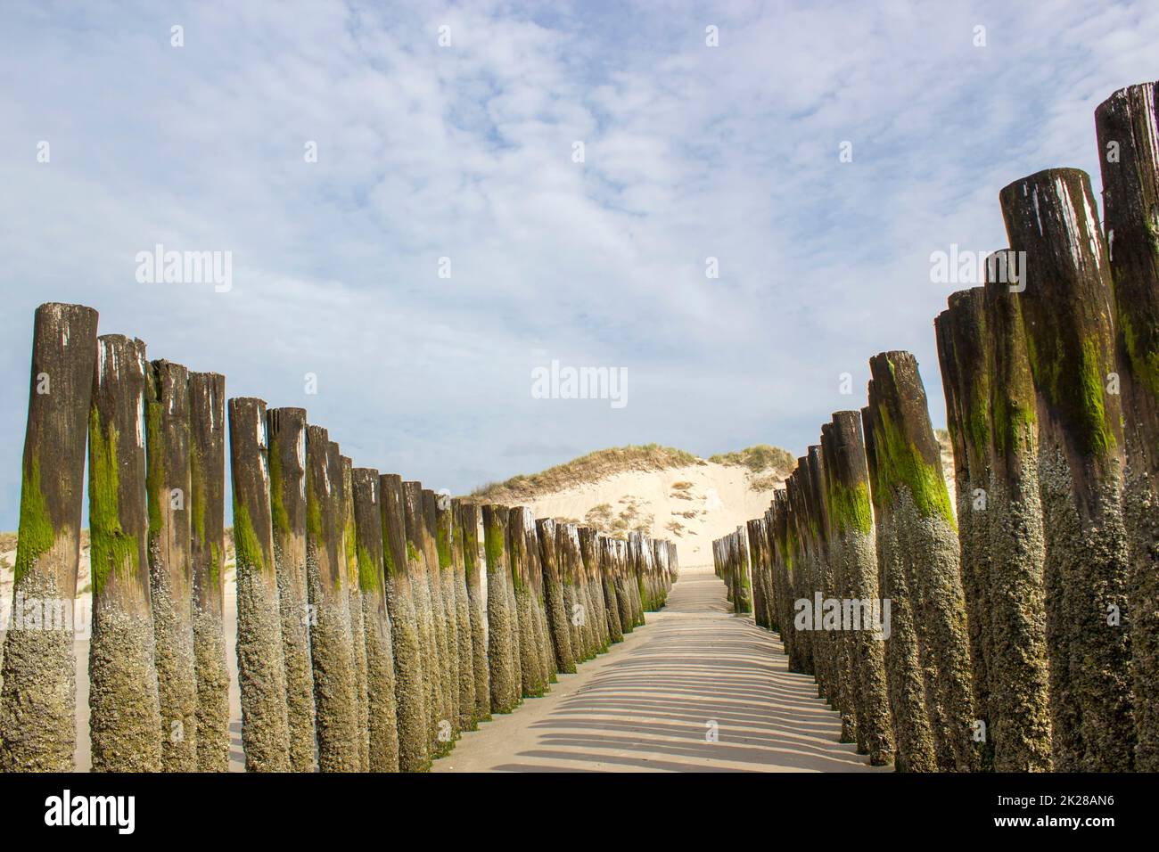 Wave breaker made of wooden stakes on the beach, Haamstede, Zeeland ...