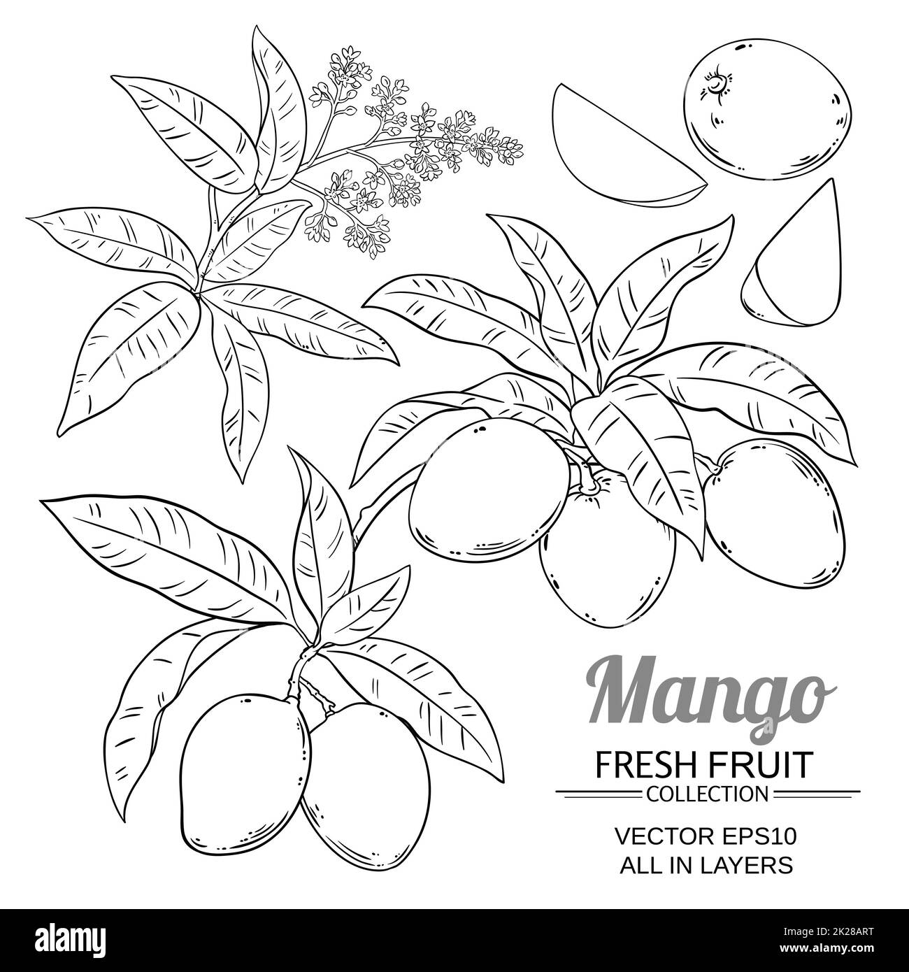 mango plant vector isolated on white background Stock Photo - Alamy
