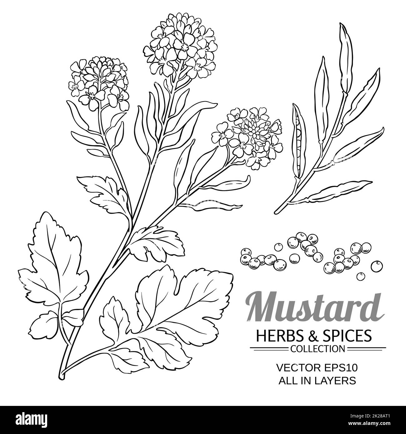 Mustard Plant Drawing