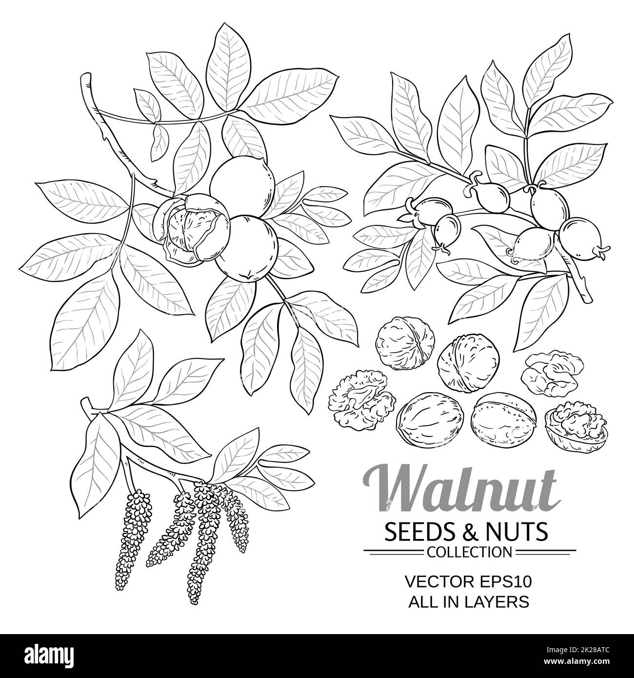 Leaf walnut Black and White Stock Photos & Images - Alamy