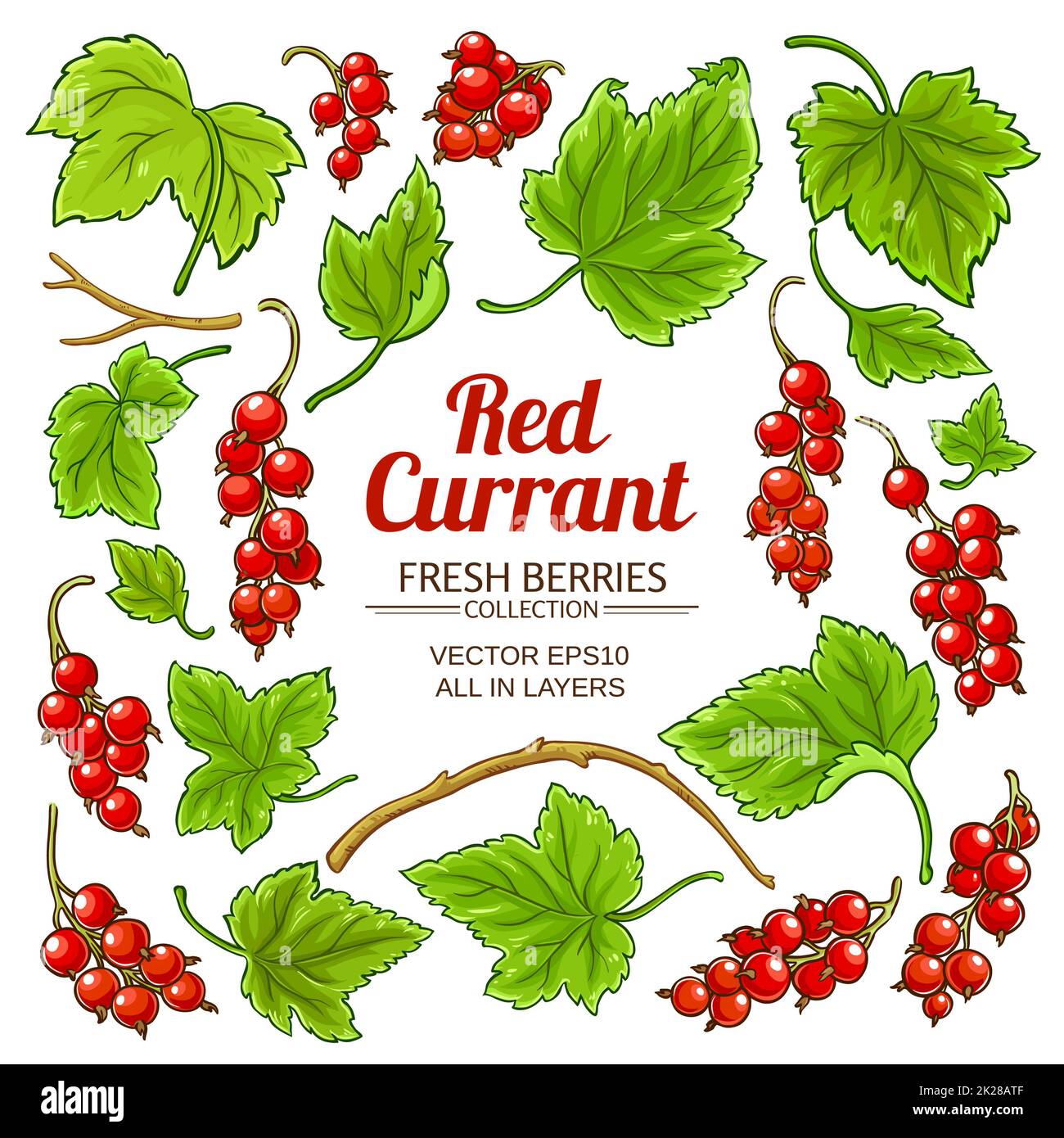 red currant plant vector isolated Stock Photo - Alamy