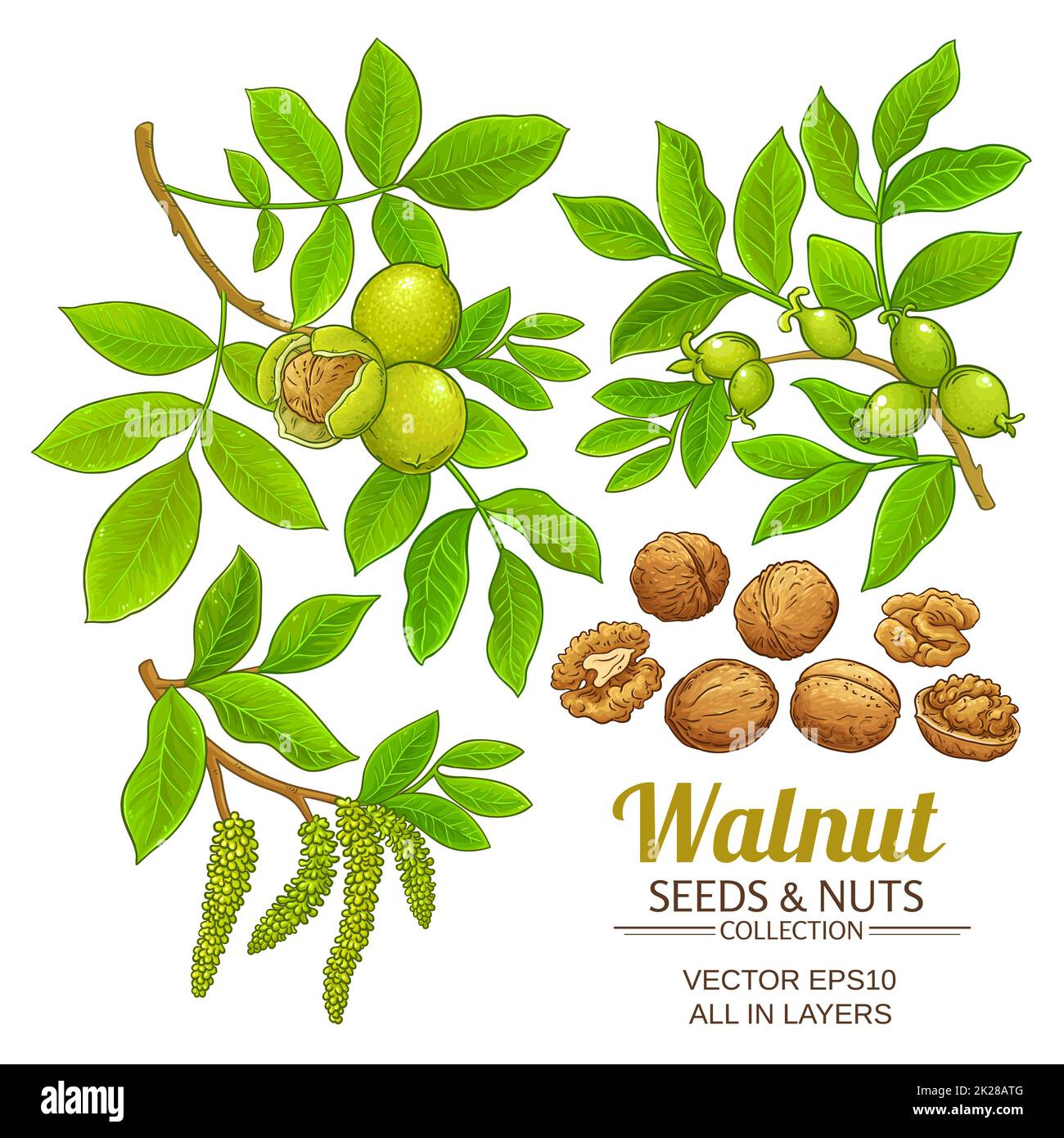 walnut plant vector set on white background Stock Photo - Alamy