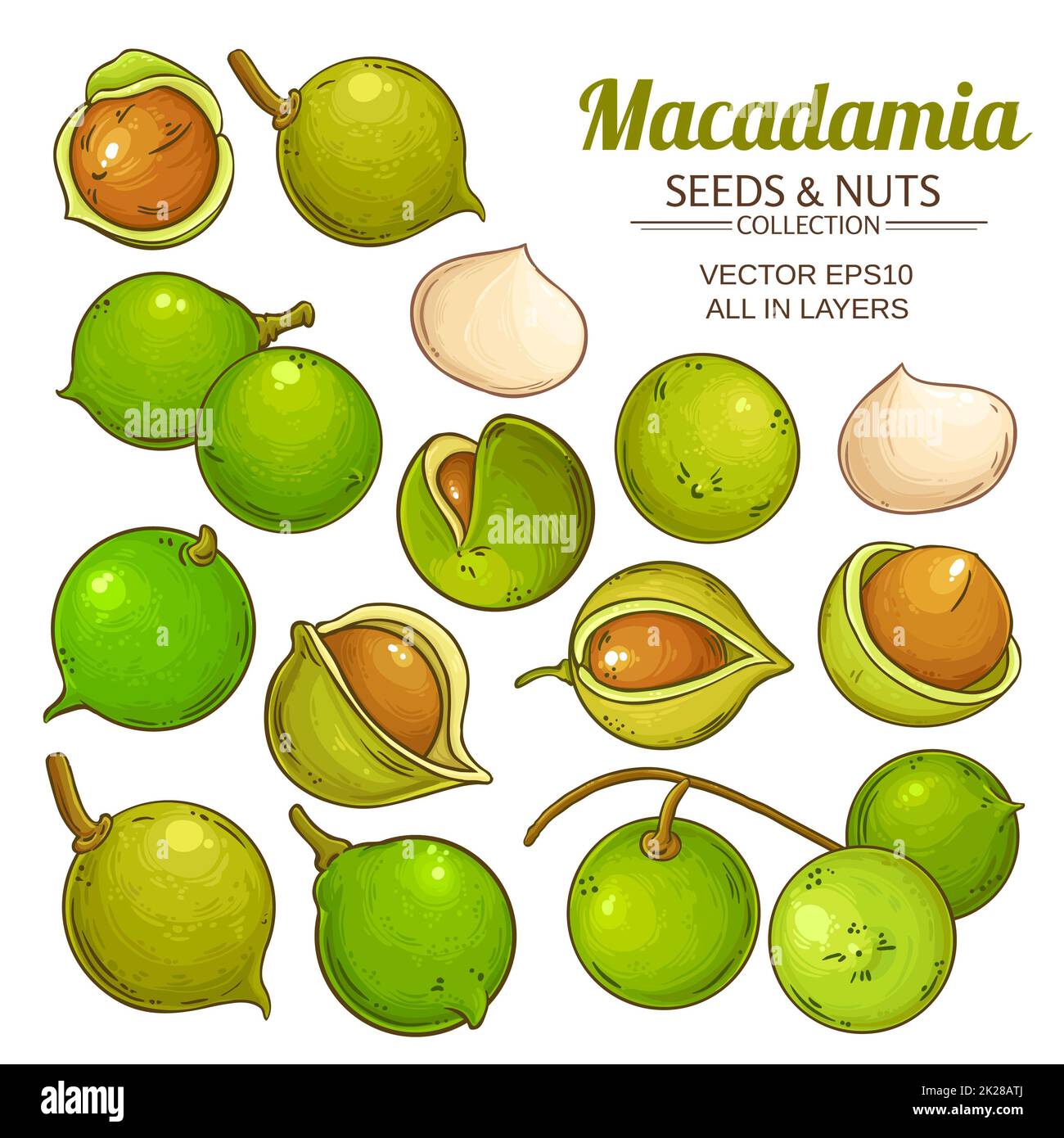 macadamia plant vector isolated Stock Photo - Alamy