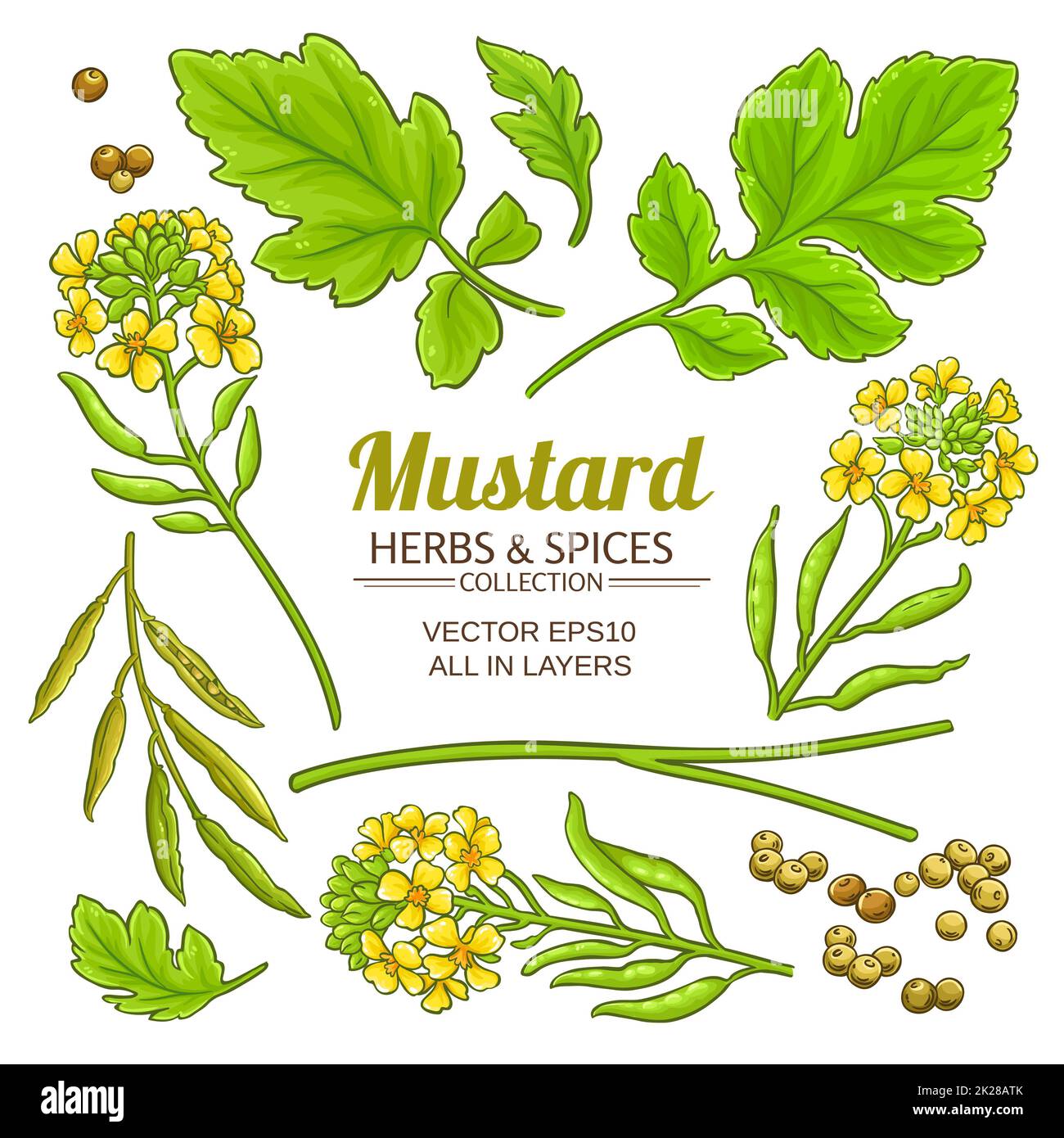 Mustard Tree Drawing