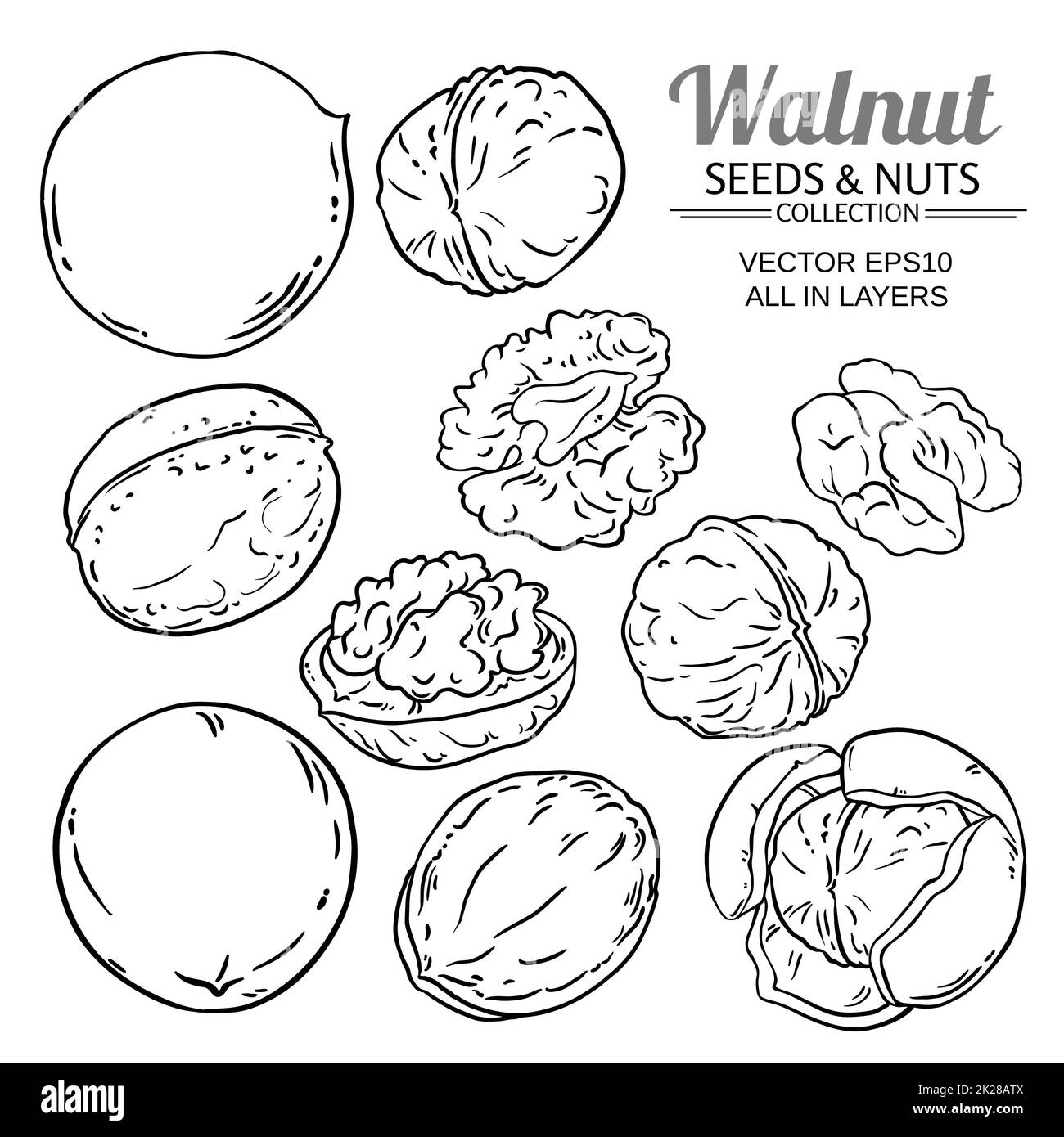 walnut seeds vector set on white background Stock Photo - Alamy walnut seeds vector set on white background Stock Photo - Alamy