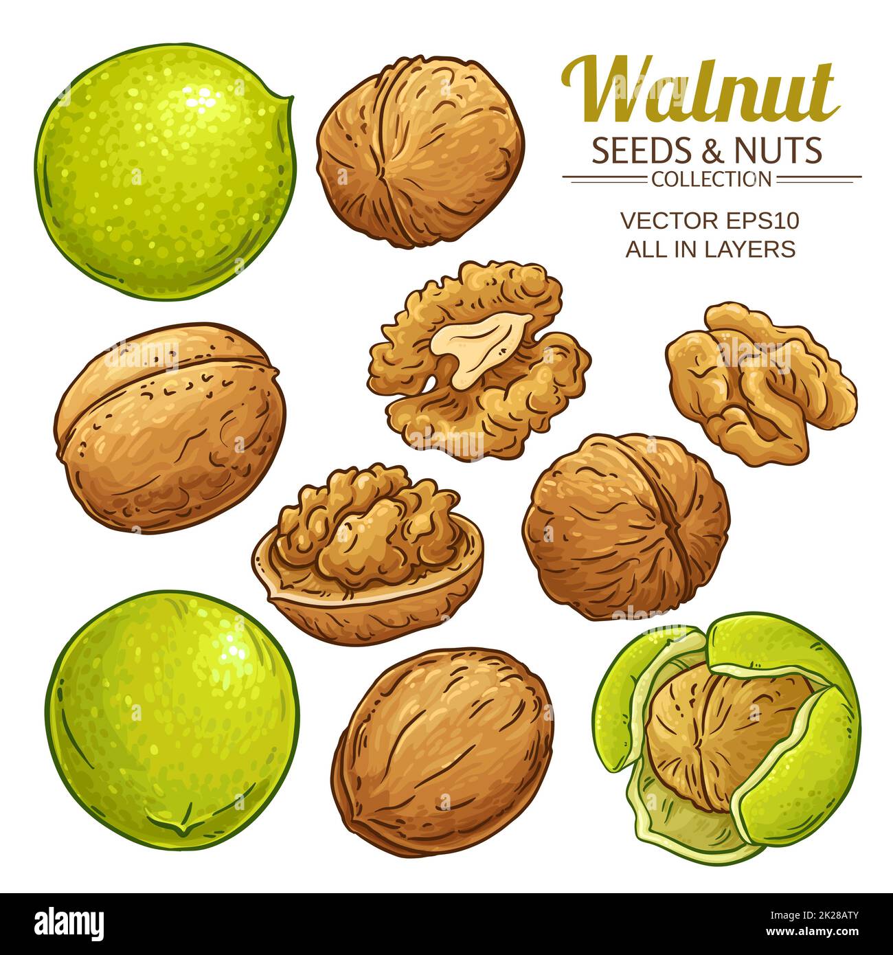 walnut seeds vector set on white background Stock Photo - Alamy