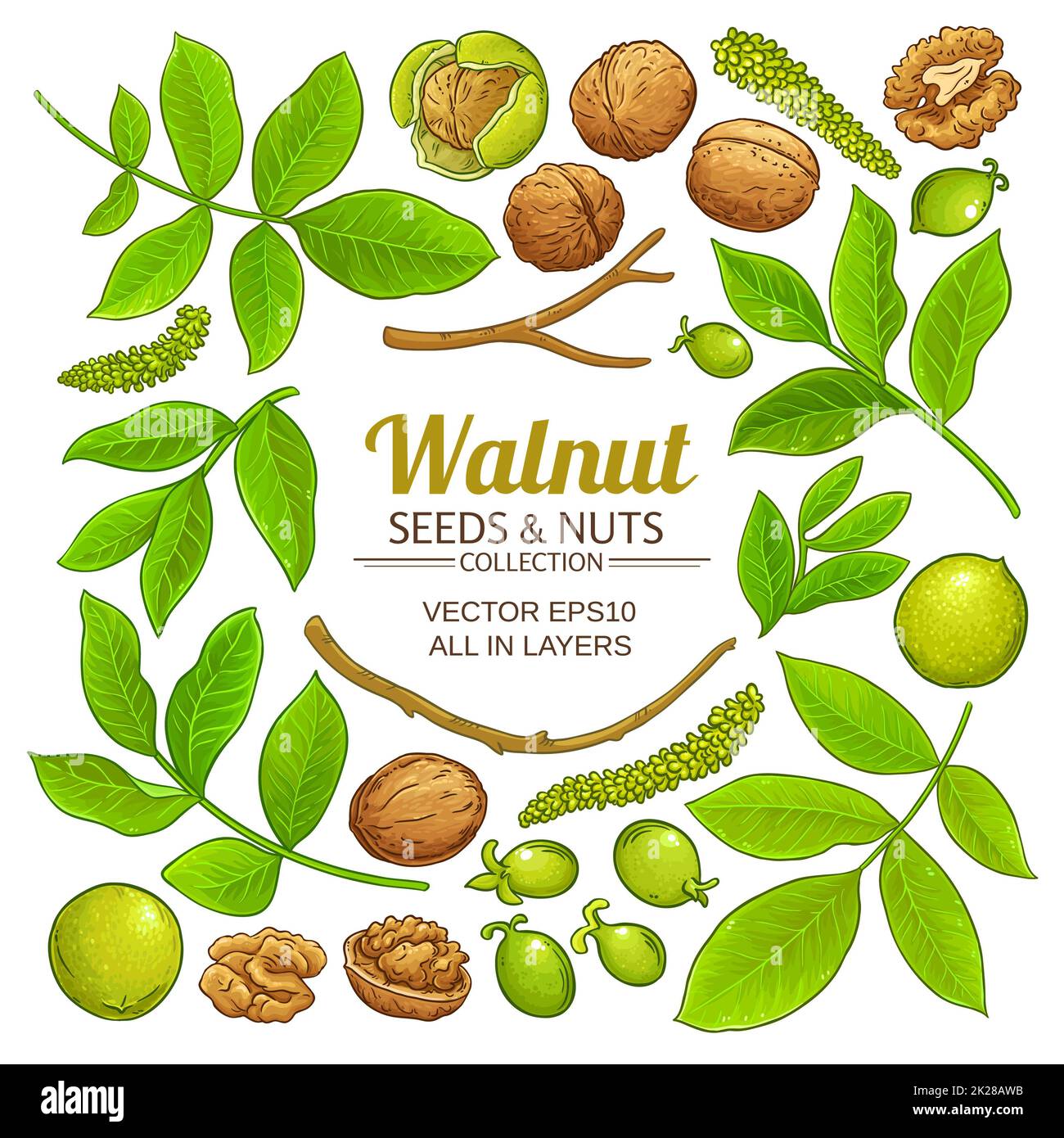 walnut plant elements vector on white background Stock Photo - Alamy