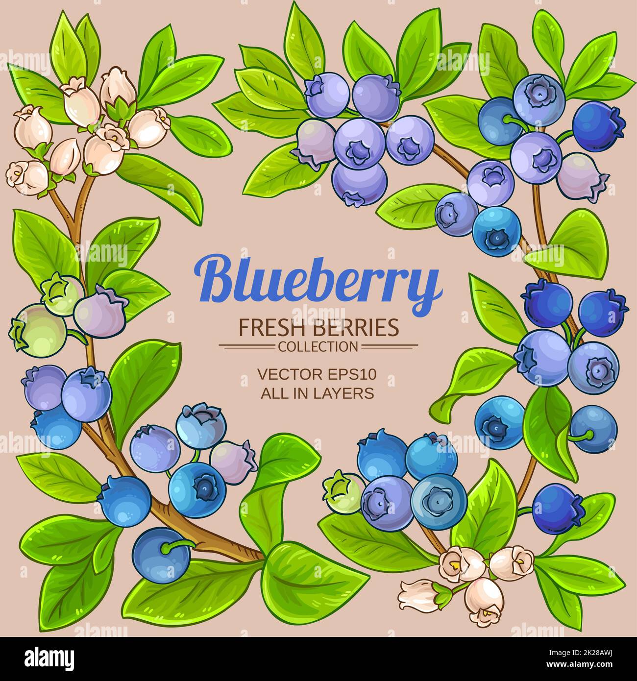 blueberry branches vector frame Stock Photo - Alamy