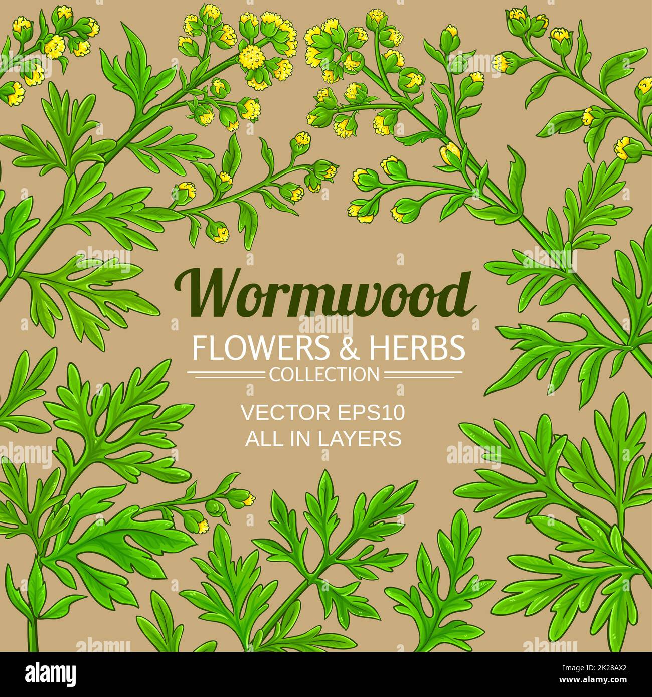 wormwood plant vector frame on color background Stock Photo - Alamy
