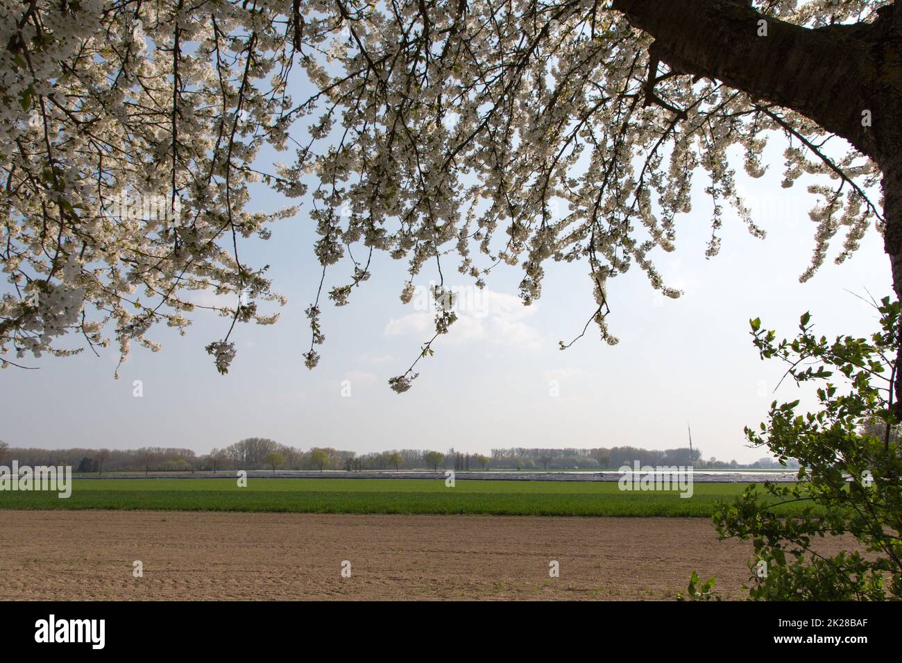 Irrigation is the supply of water to a cultivated land Stock Photo - Alamy