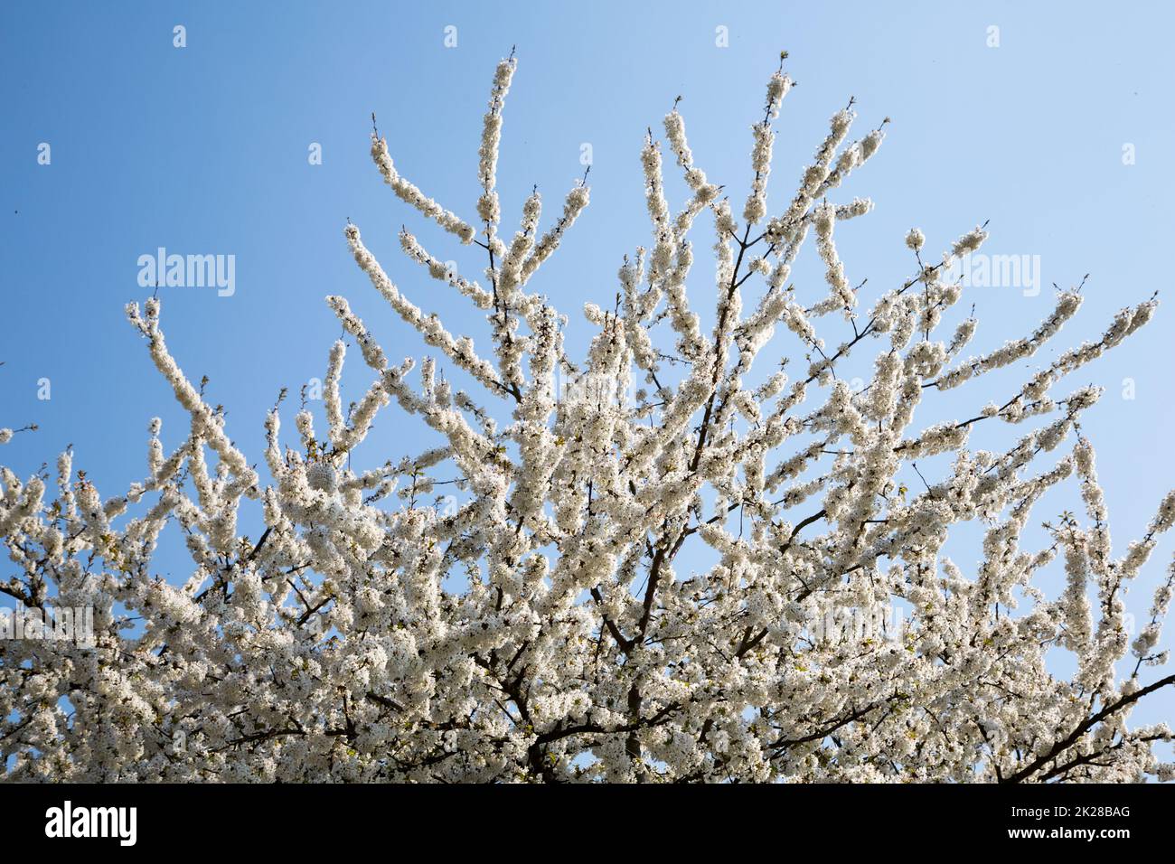 Irrigation is the supply of water to a cultivated land Stock Photo - Alamy