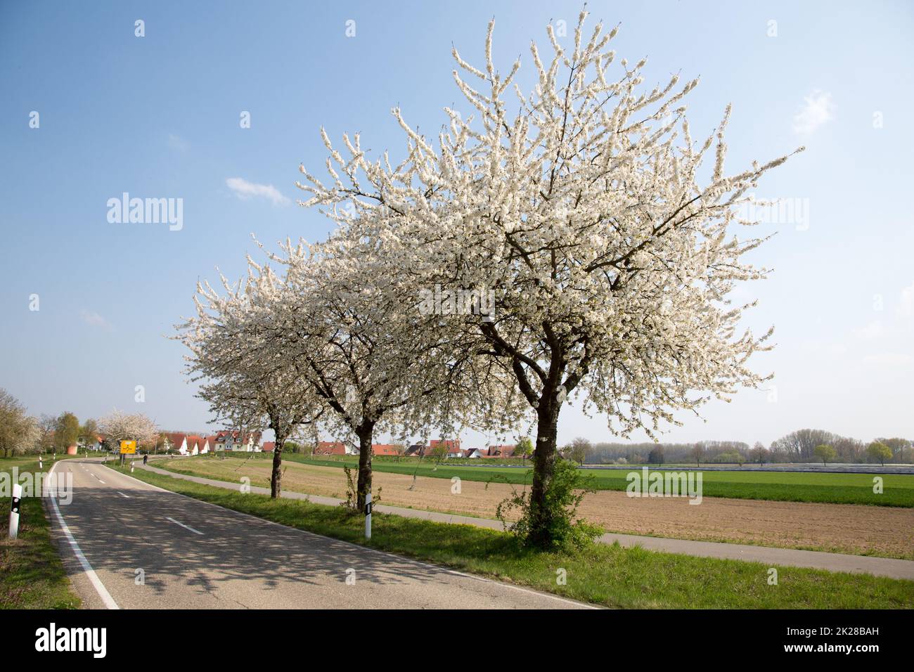 Irrigation is the supply of water to a cultivated land Stock Photo - Alamy