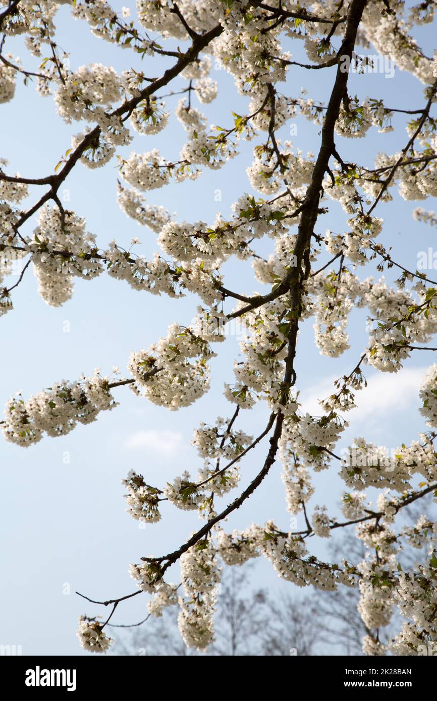 Irrigation is the supply of water to a cultivated land Stock Photo - Alamy