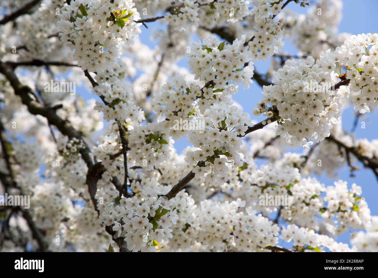 Irrigation is the supply of water to a cultivated land Stock Photo - Alamy